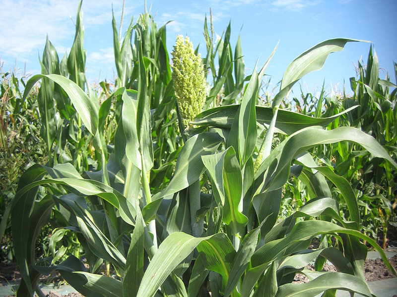 Sorghum Plant