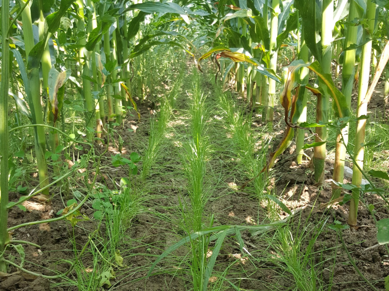 Home - Soil | Soil Science Society of America